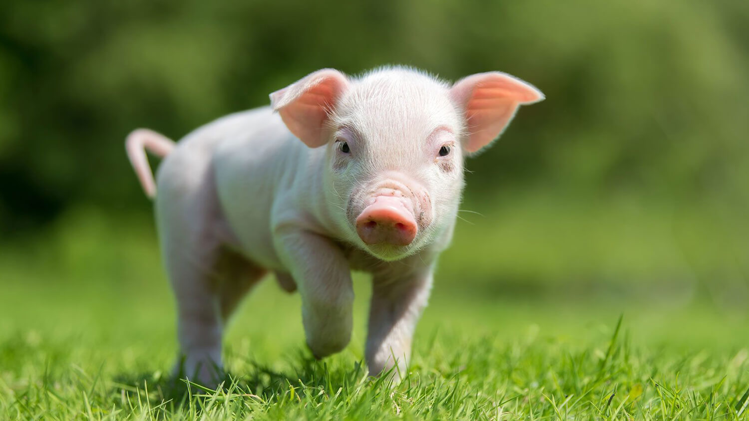 Webinar Estrategias de nutrición y manejo en recría y engorde en cerdos ...